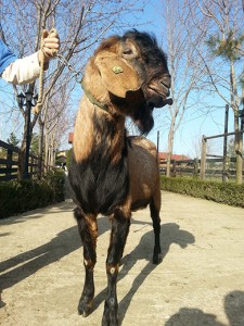 Ferma capre anglo-nubiene Prahova | Reproducere