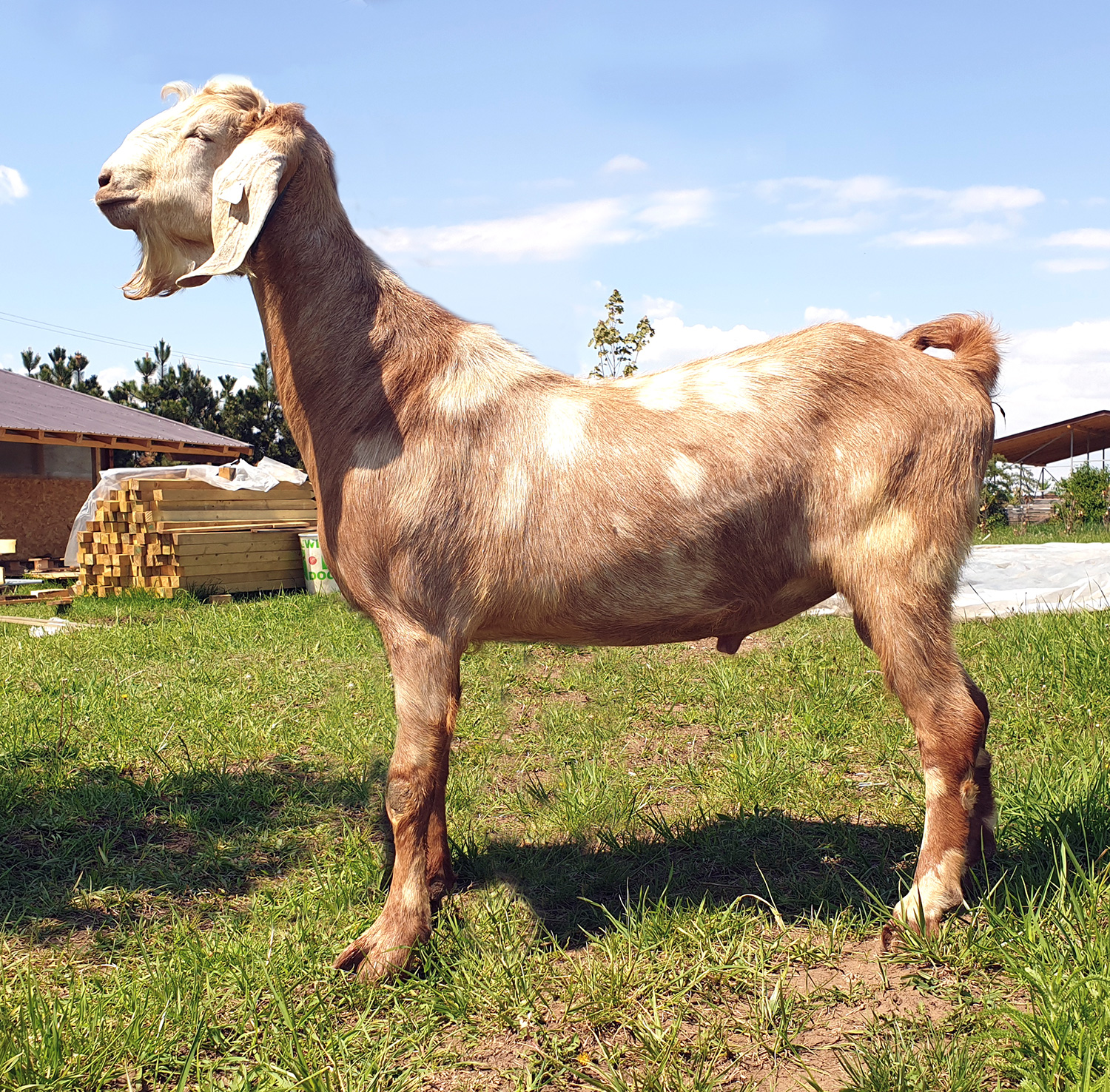 Ferma capre anglo-nubiene Prahova | Țapi