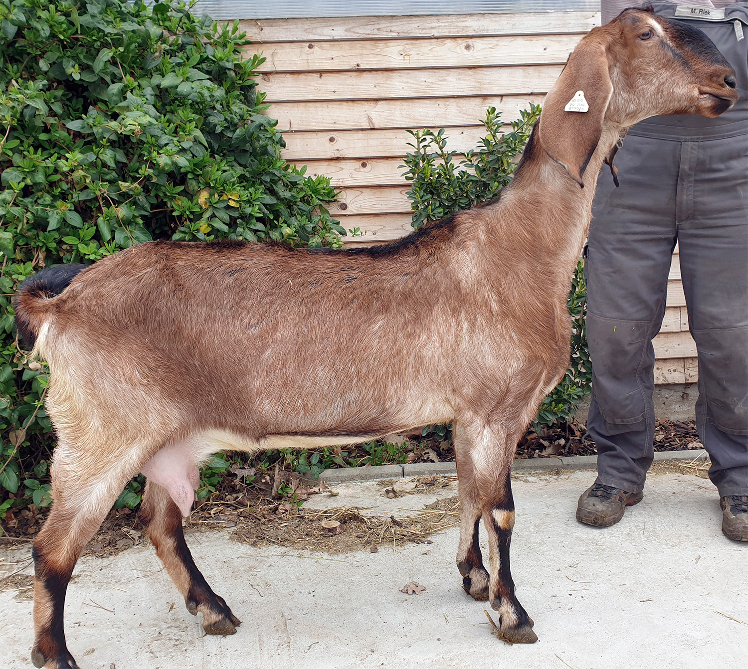 Ferma capre anglo-nubiene Prahova | Capre