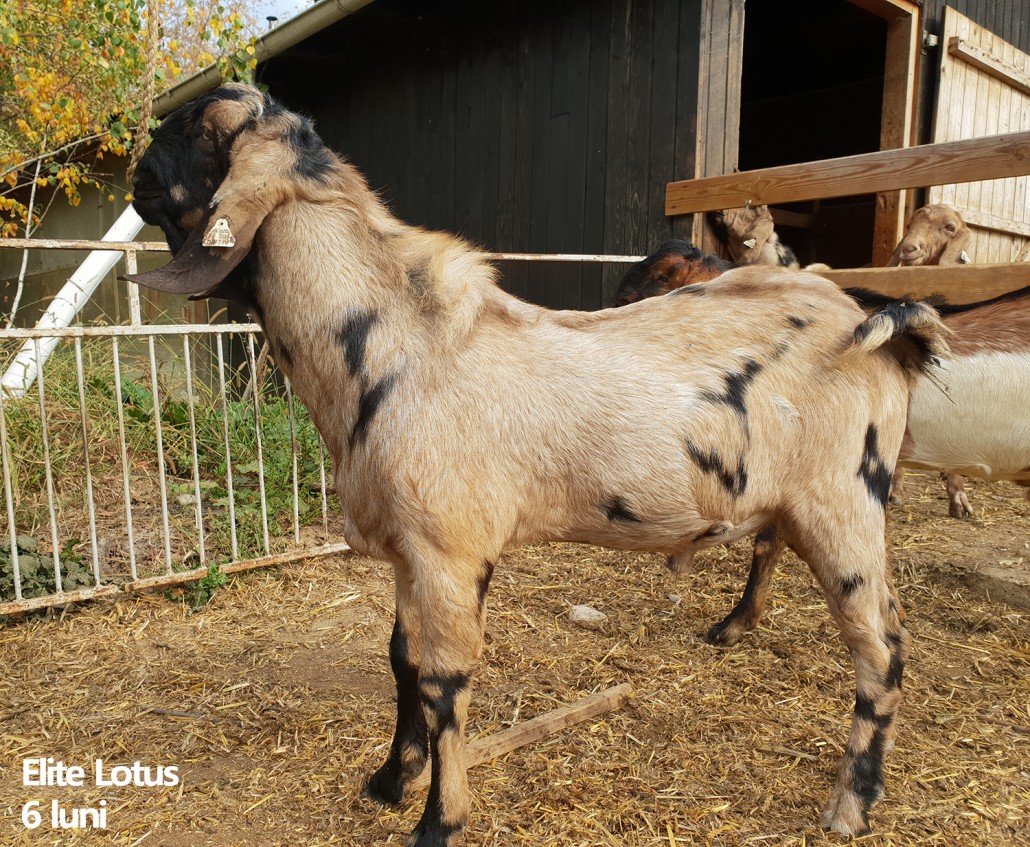 Ferma capre anglo-nubiene Prahova | Țapi
