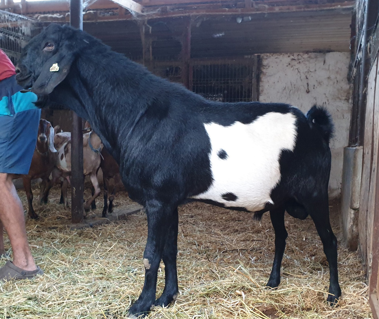 Ferma capre anglo-nubiene Prahova | Țapi