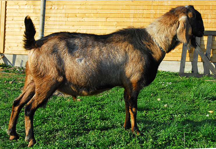 Ferma capre anglo-nubiene Prahova | Țapi