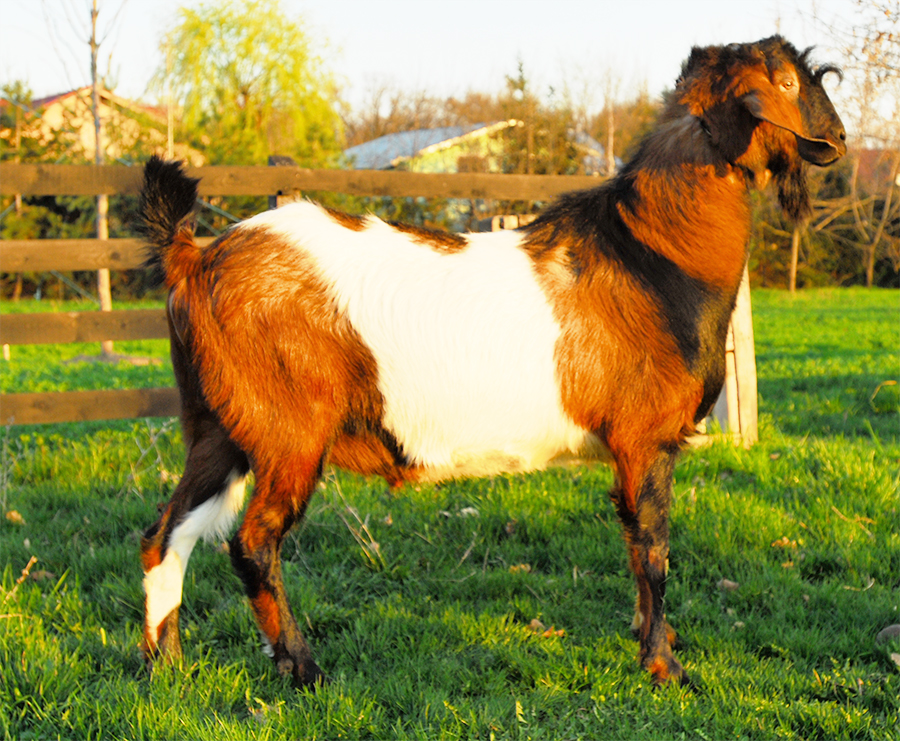 Ferma capre anglo-nubiene Prahova | Țapi